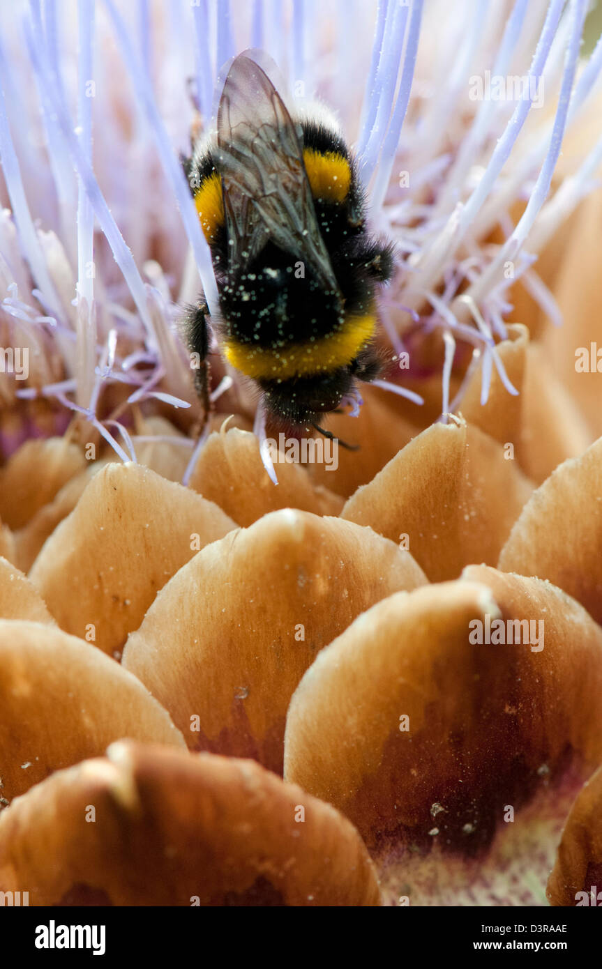 Bumble bee pollinating flower Stock Photo - Alamy