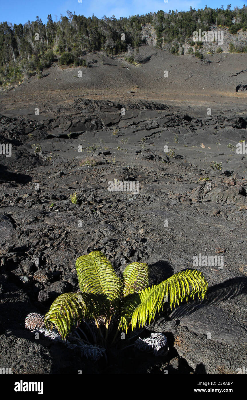 Tree ferns hawaii hi-res stock photography and images - Alamy