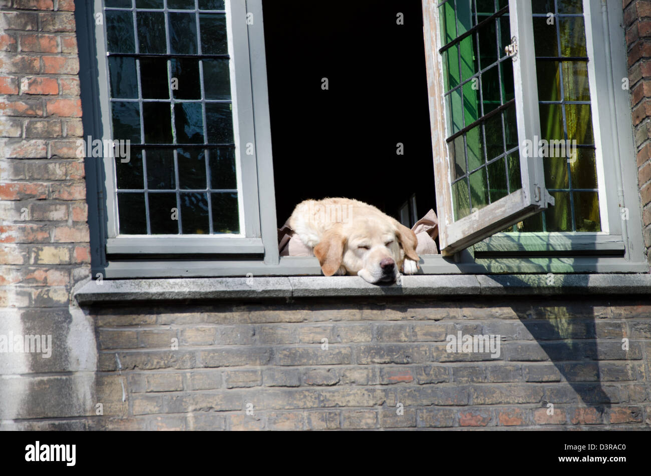 Dog sleeping with head out of window Stock Photo - Alamy