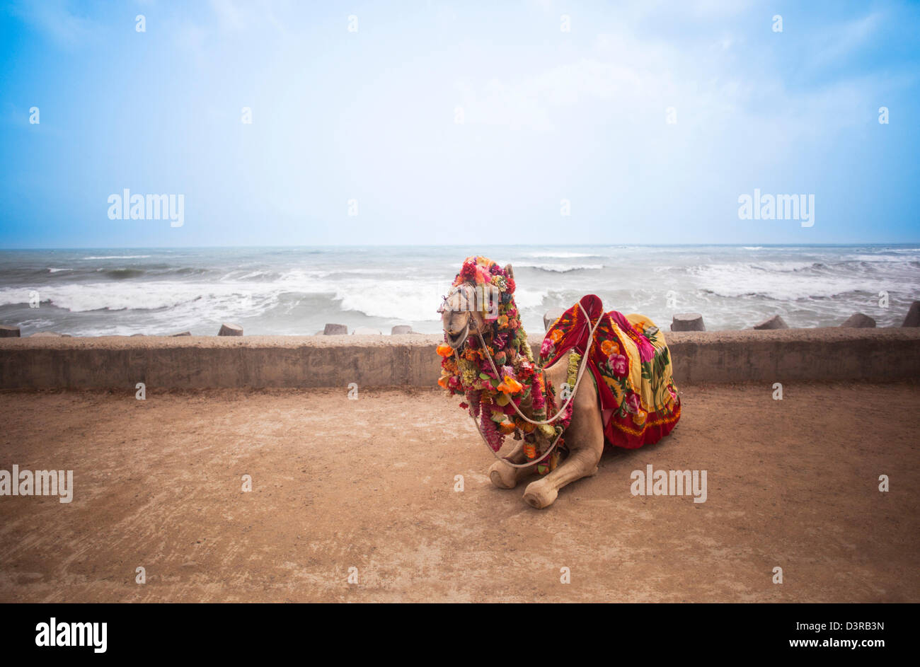 Camel sitting on the beach promenade, Dwarka Beach, Dwarka, Gujarat ...