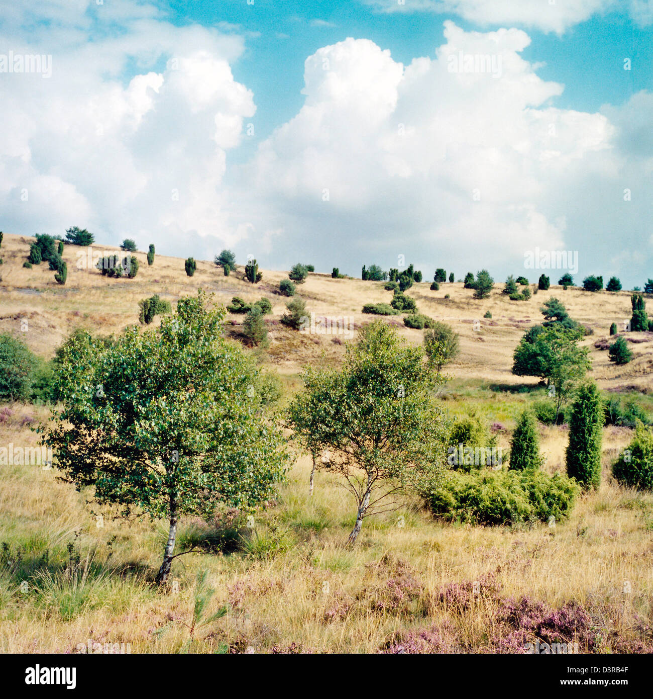 Juniper heathland hi-res stock photography and images - Alamy