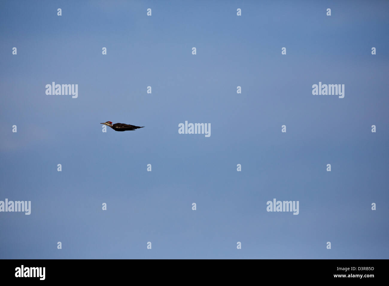 Pileated woodpecker flying hi-res stock photography and images - Alamy