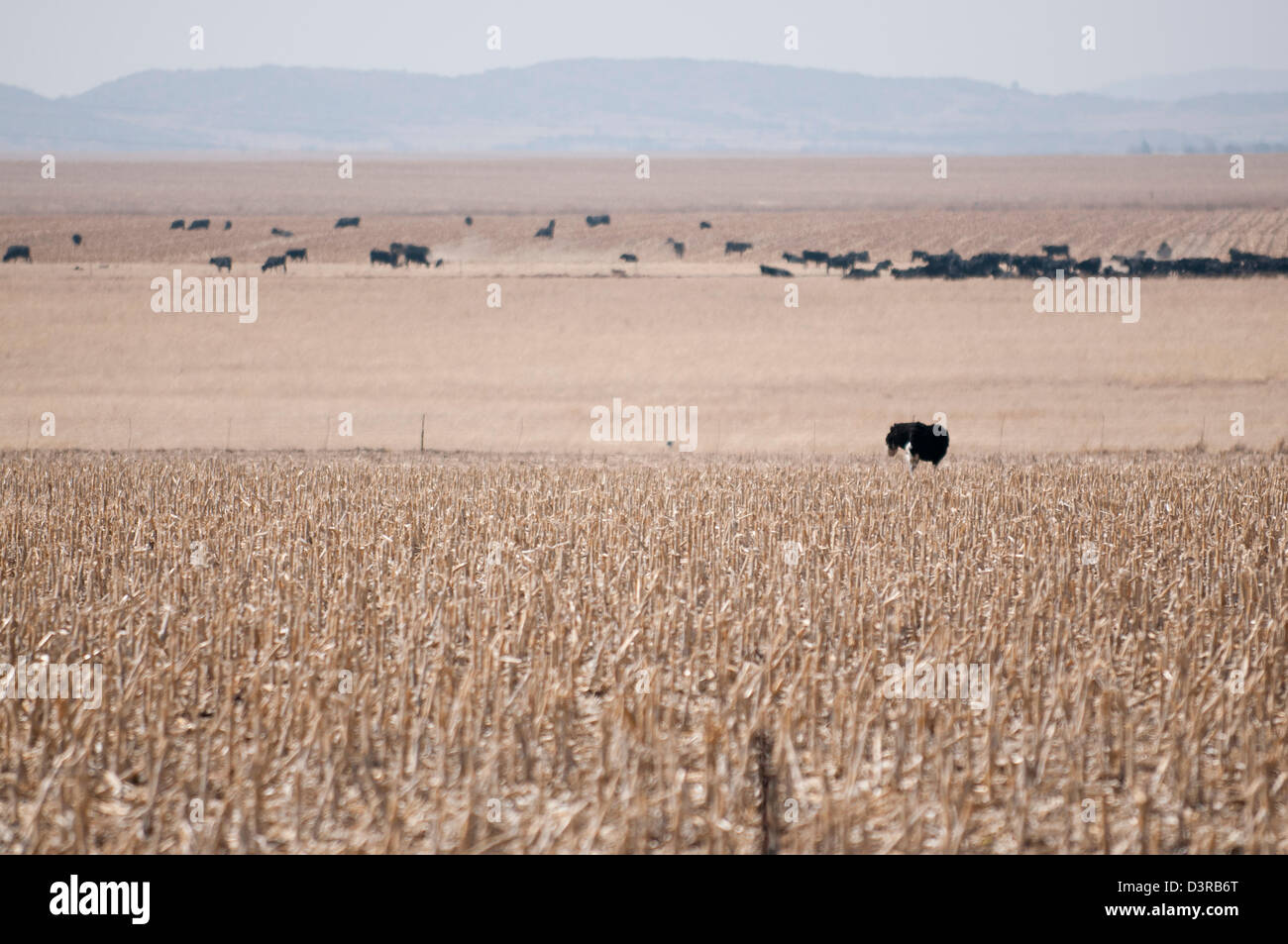 Africa savannah irrigation hi-res stock photography and images - Alamy