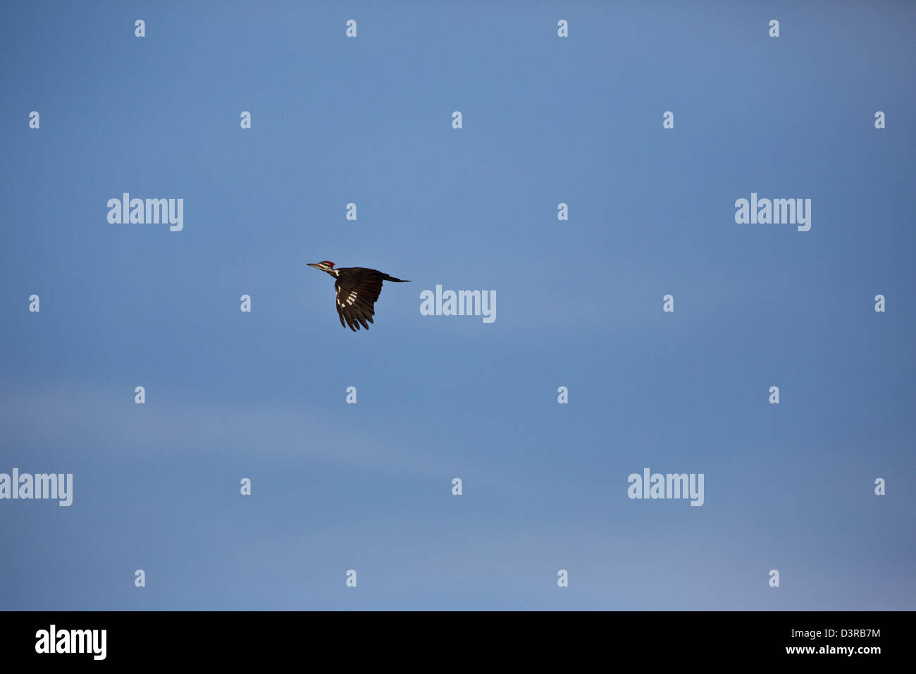 Pileated woodpecker flying hi-res stock photography and images - Alamy