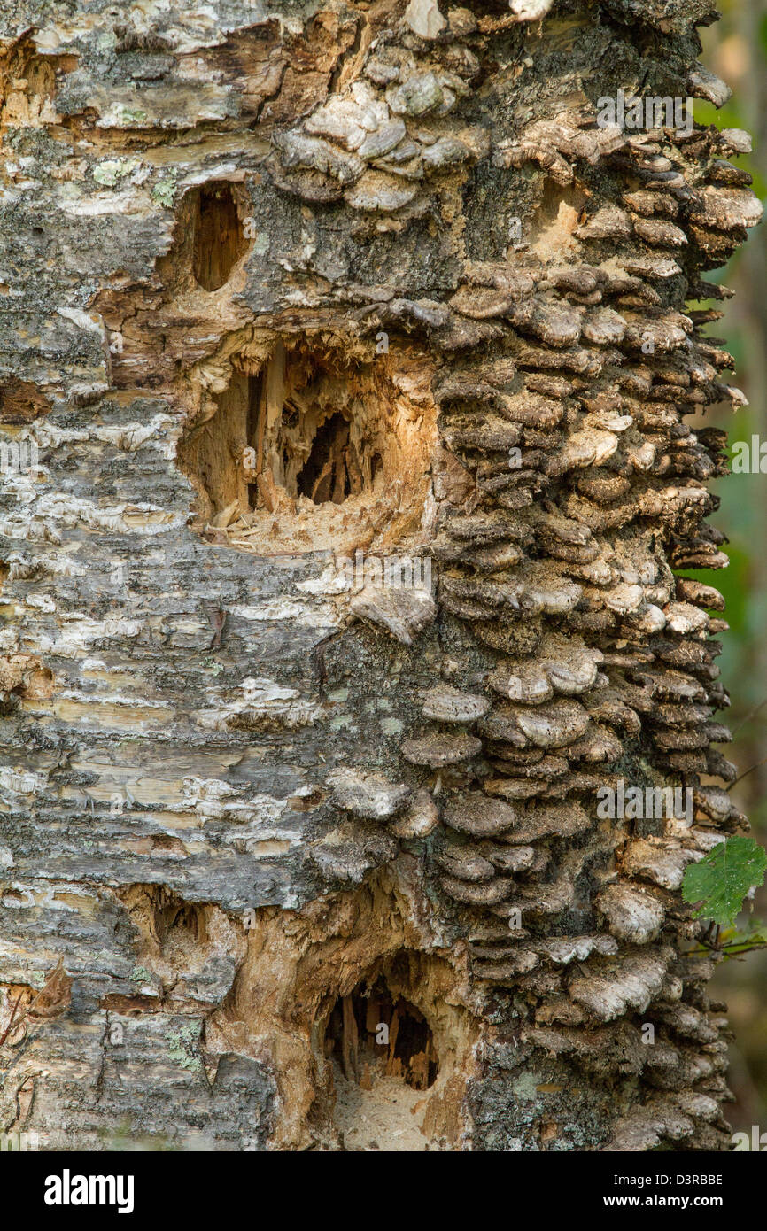 North american fungus hi-res stock photography and images - Alamy