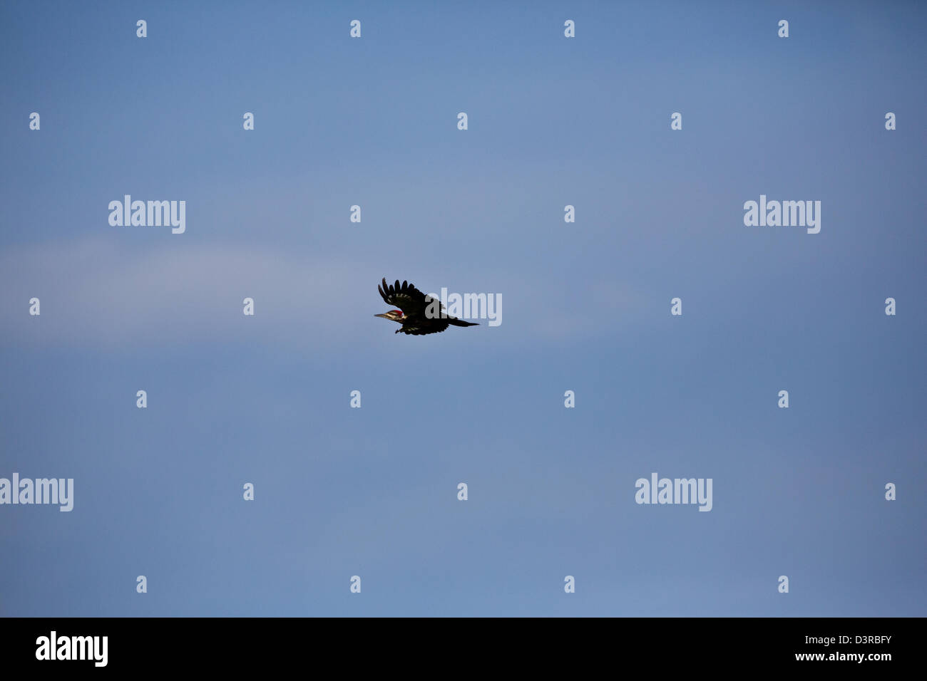 Pileated woodpecker flying Stock Photo - Alamy