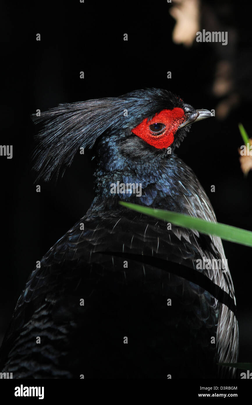 Kalij Pheasant forest Kona Hawaii Stock Photo - Alamy