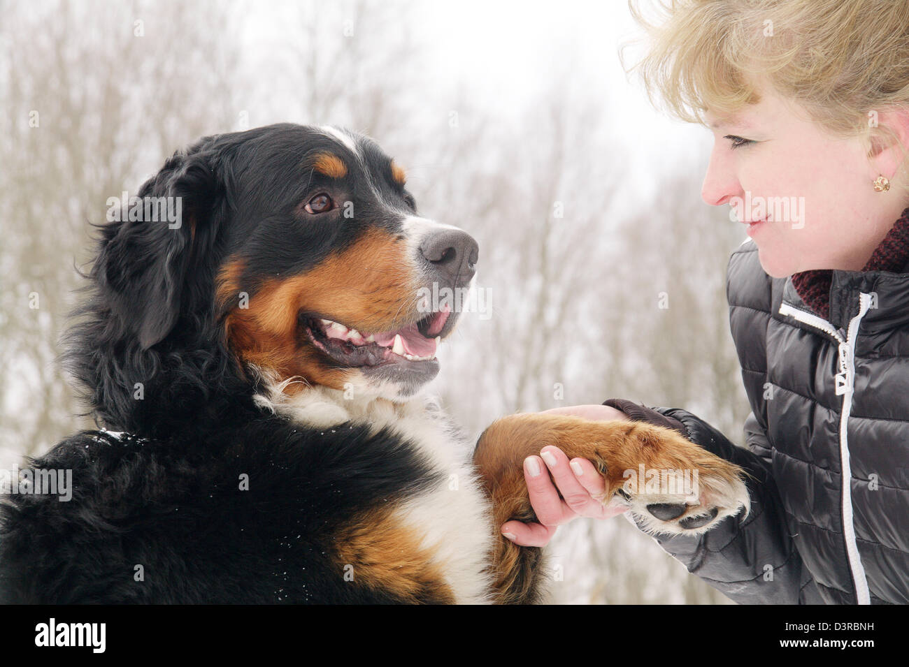 Should I Get A Boy Or Girl Bernese Mountain Dog