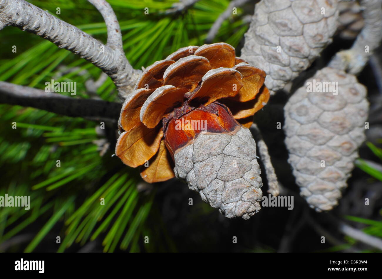 A half opened pinecone hanging on a pine tree branch. Macro shot Stock ...