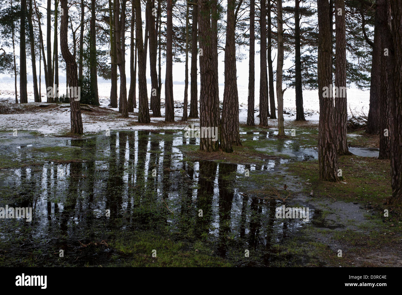 Pine trees in a flooded copse The New Forest Hampshire England UK Stock ...