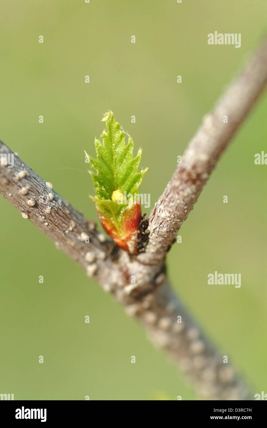 Shoot bud hi-res stock photography and images - Alamy