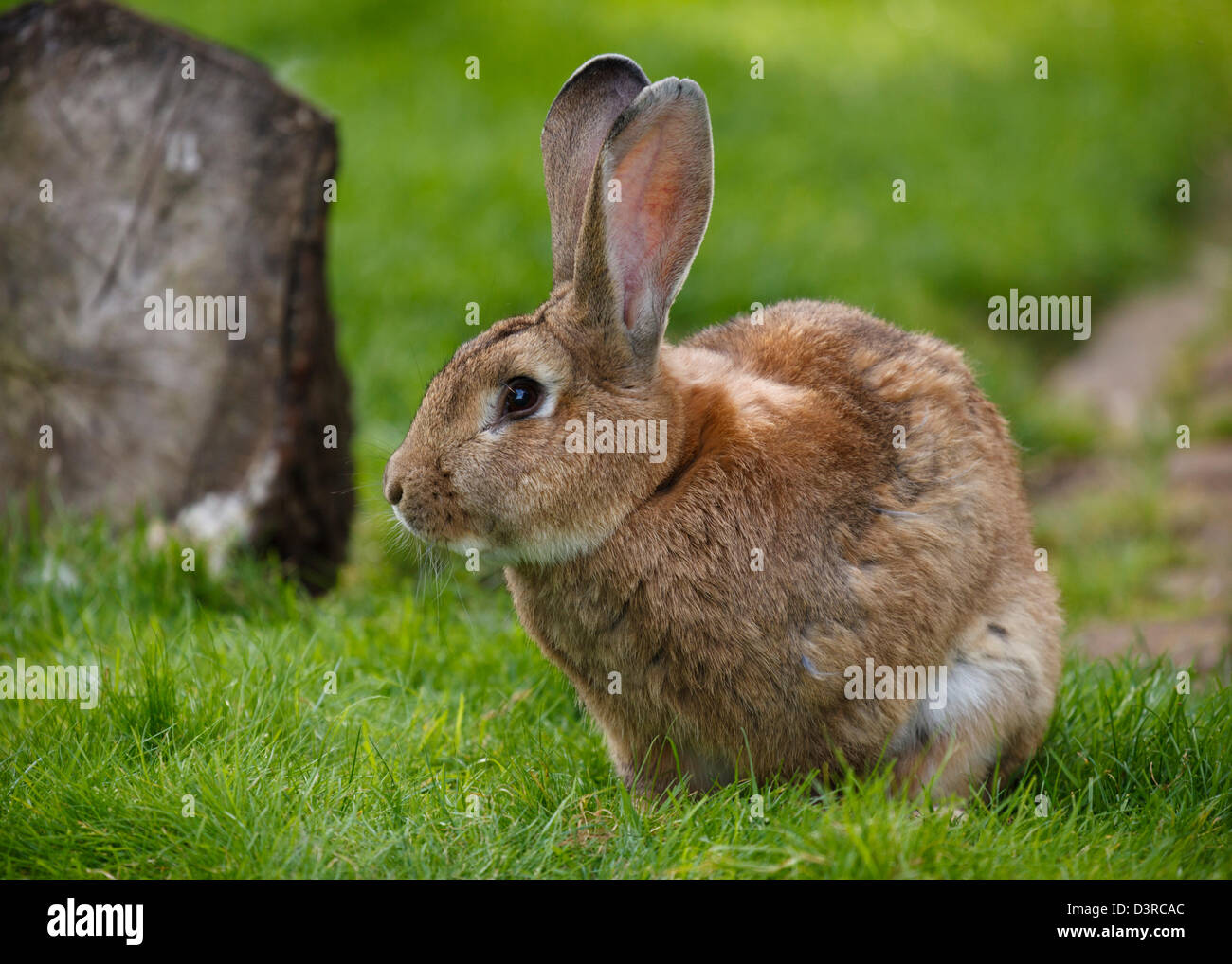 The European Hare (Lepus europaeus Stock Photo - Alamy
