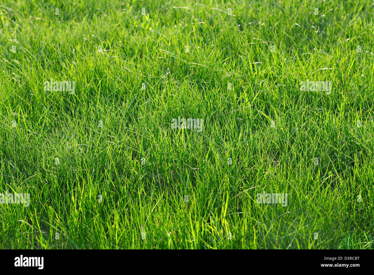 Green grass in the park as a background Stock Photo - Alamy
