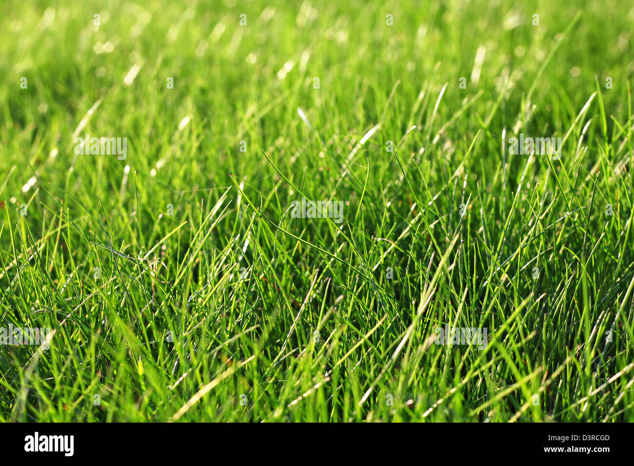 Green fresh grass as a nice background Stock Photo - Alamy