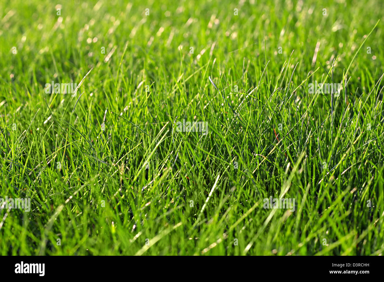 Green grass as a natural summer background Stock Photo - Alamy