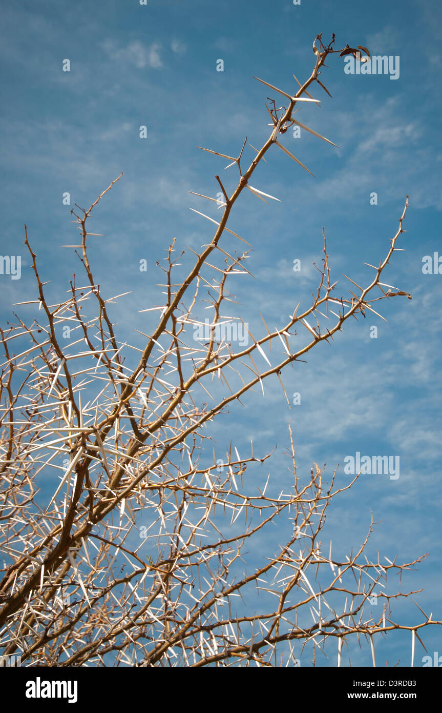 Acacia nilotica hi-res stock photography and images - Alamy
