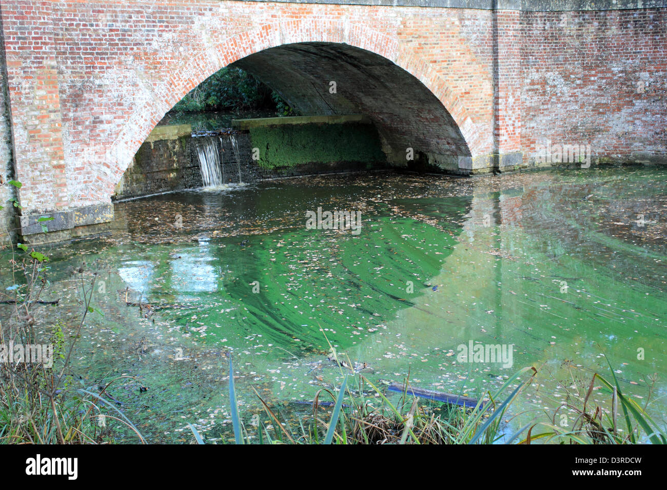 Blue-green algae (Cyanobacteria) contamination in river in Saville ...