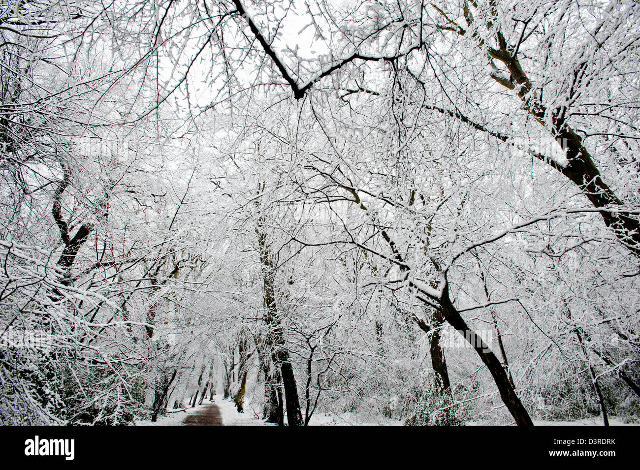 Highgate Wood covered in snow, London, United Kingdom Stock Photo - Alamy