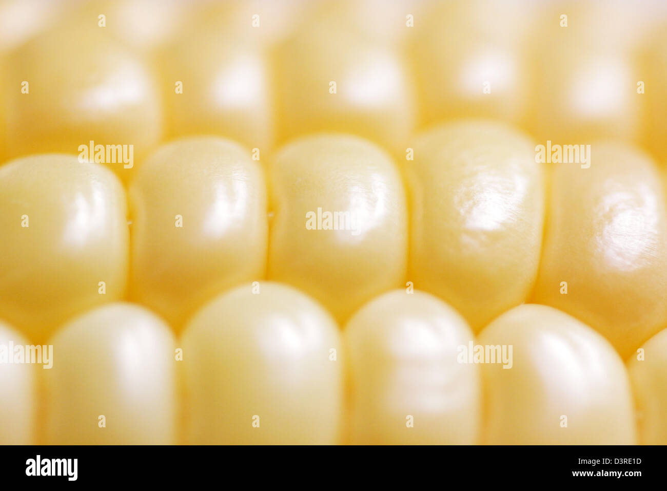 Ear of corn macro hi-res stock photography and images - Alamy
