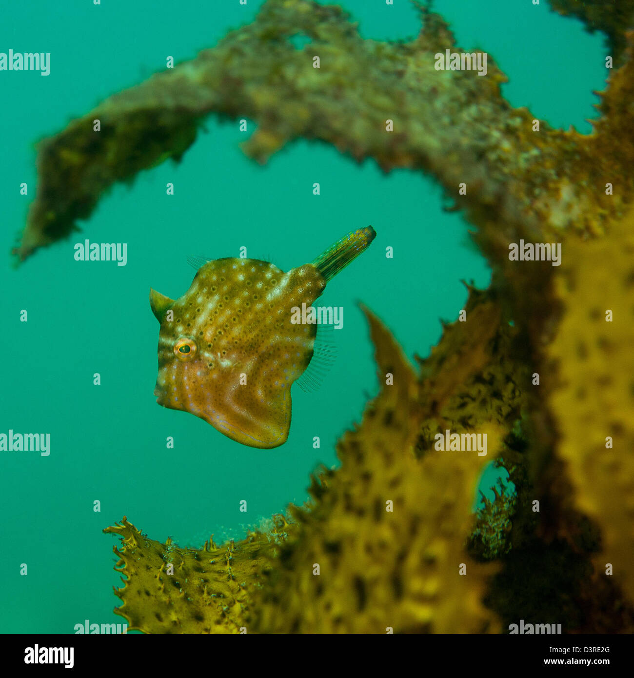 small fish in sydney harbour with plants Stock Photo - Alamy