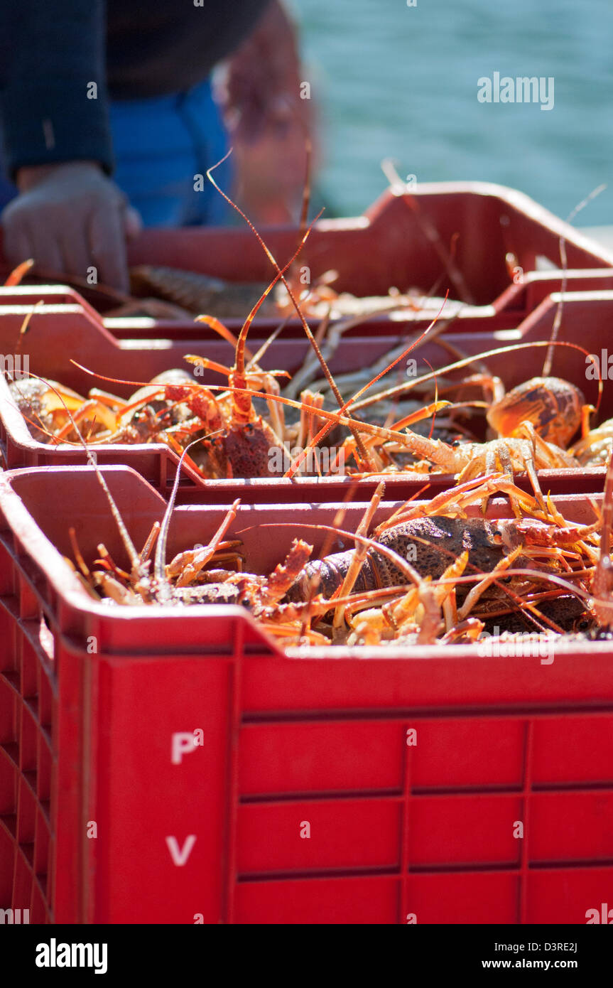 Crayfish crates hi-res stock photography and images - Alamy