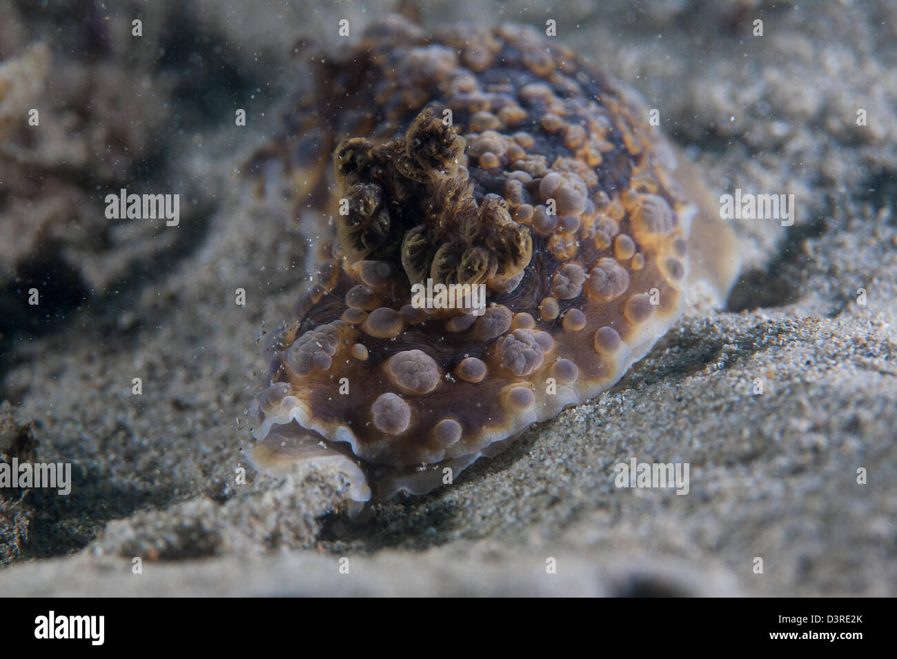 slug under water in sydney harbour Stock Photo - Alamy