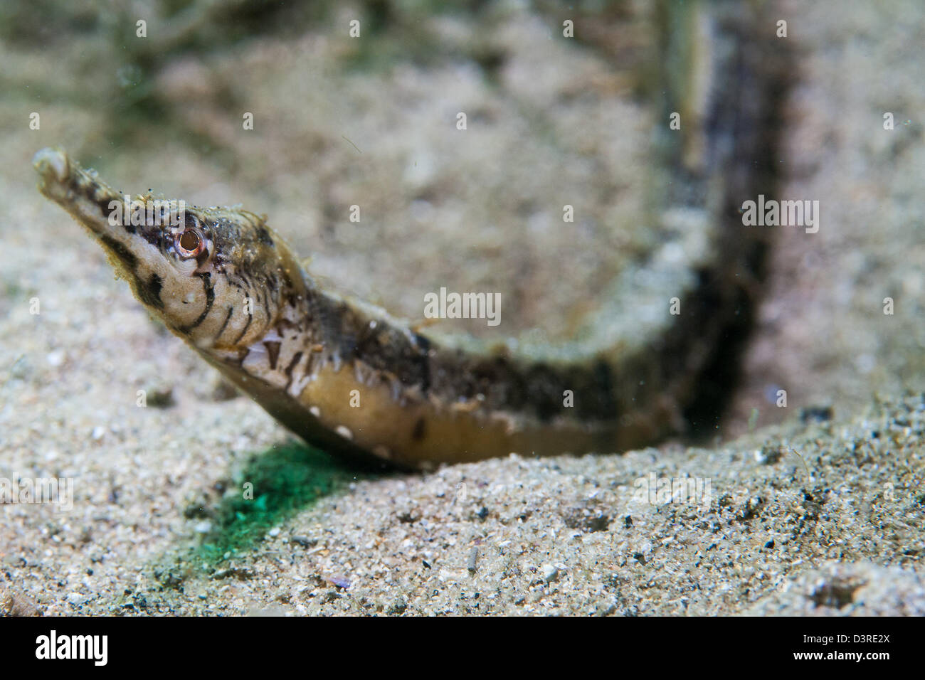 Clipart Needlefish Needlefish Stock Vector Images Alamy