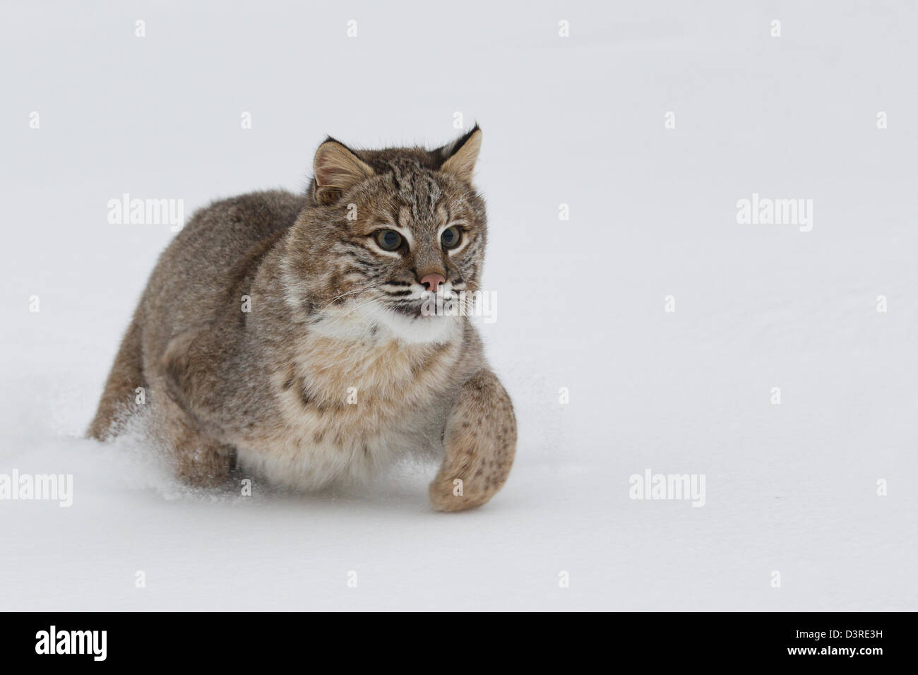 Bobcat Running Bedminster