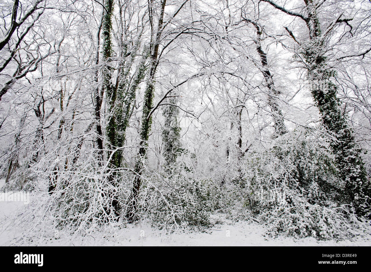 Highgate Wood covered in snow, London, United Kingdom Stock Photo - Alamy