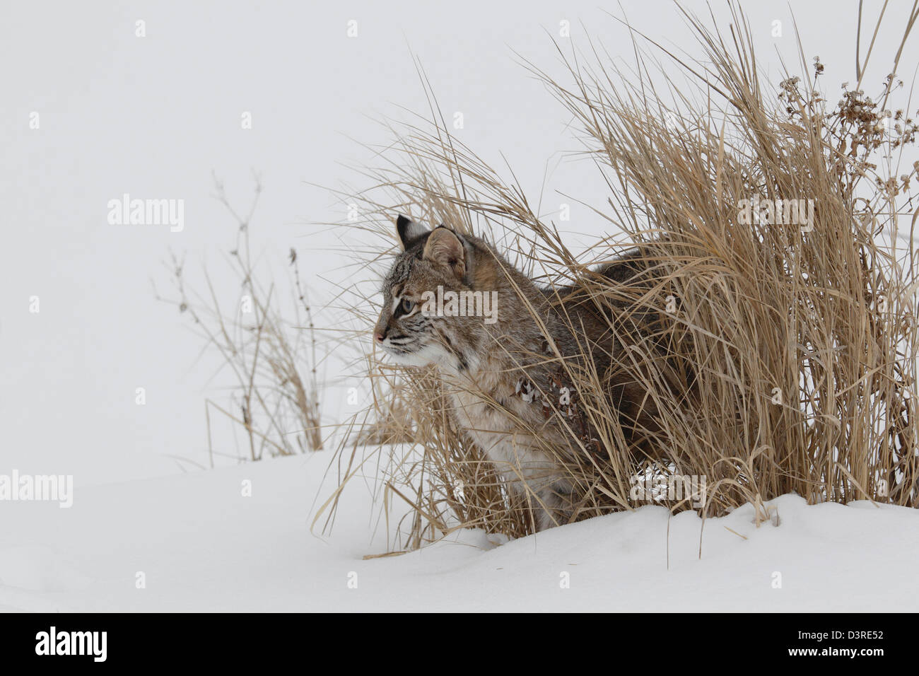 Lynx rufus hi-res stock photography and images - Alamy