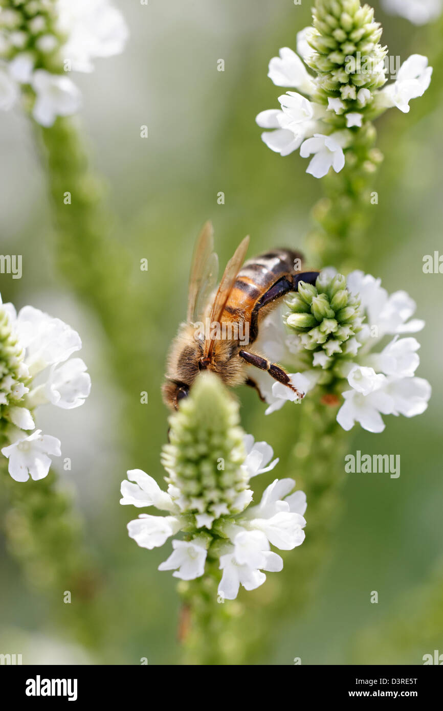 Lapping nectar hi-res stock photography and images - Alamy