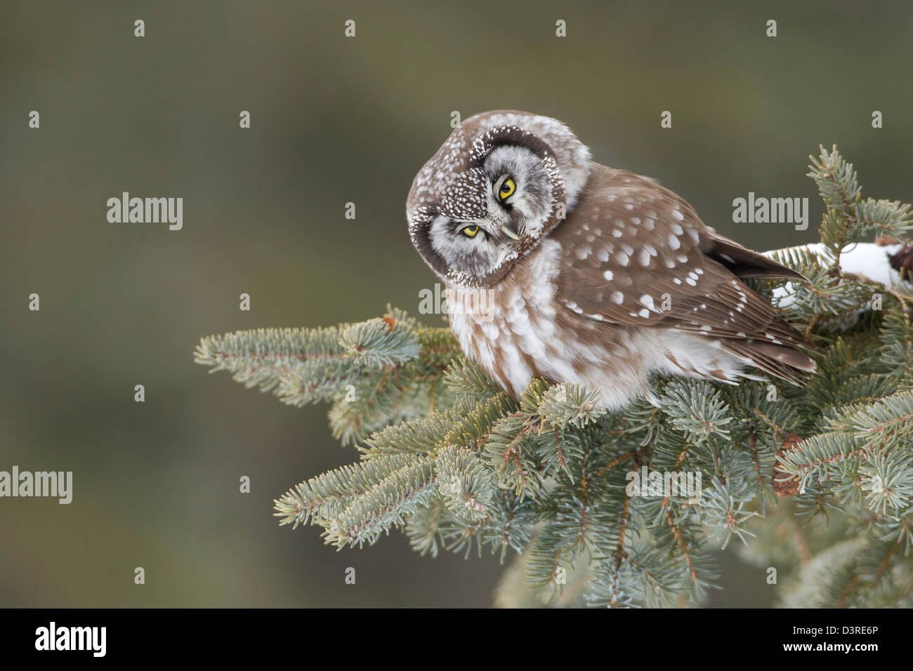 Boreal owl hi-res stock photography and images - Alamy