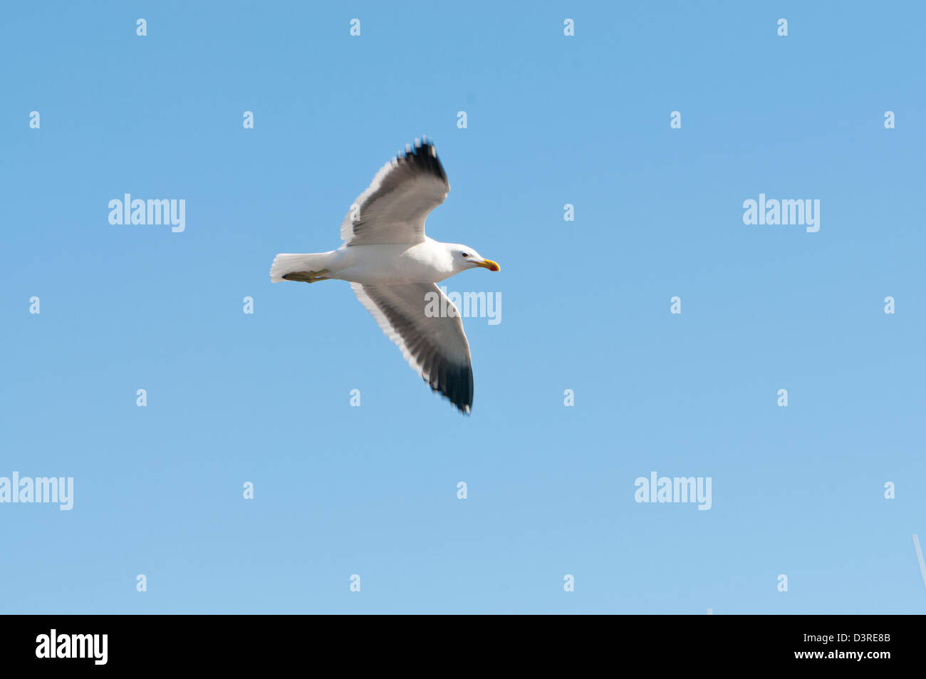 Flying Worm High Resolution Stock Photography and Images - Alamy