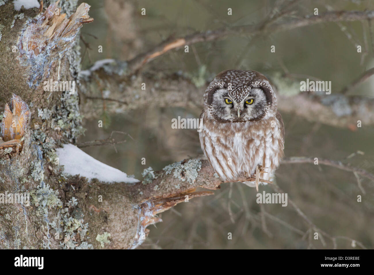 Aegolius funereus hi-res stock photography and images - Alamy