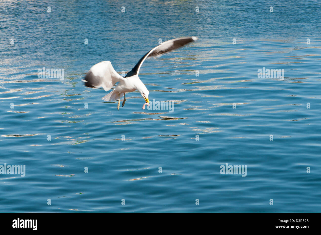 Trawler landing fish hi-res stock photography and images - Alamy