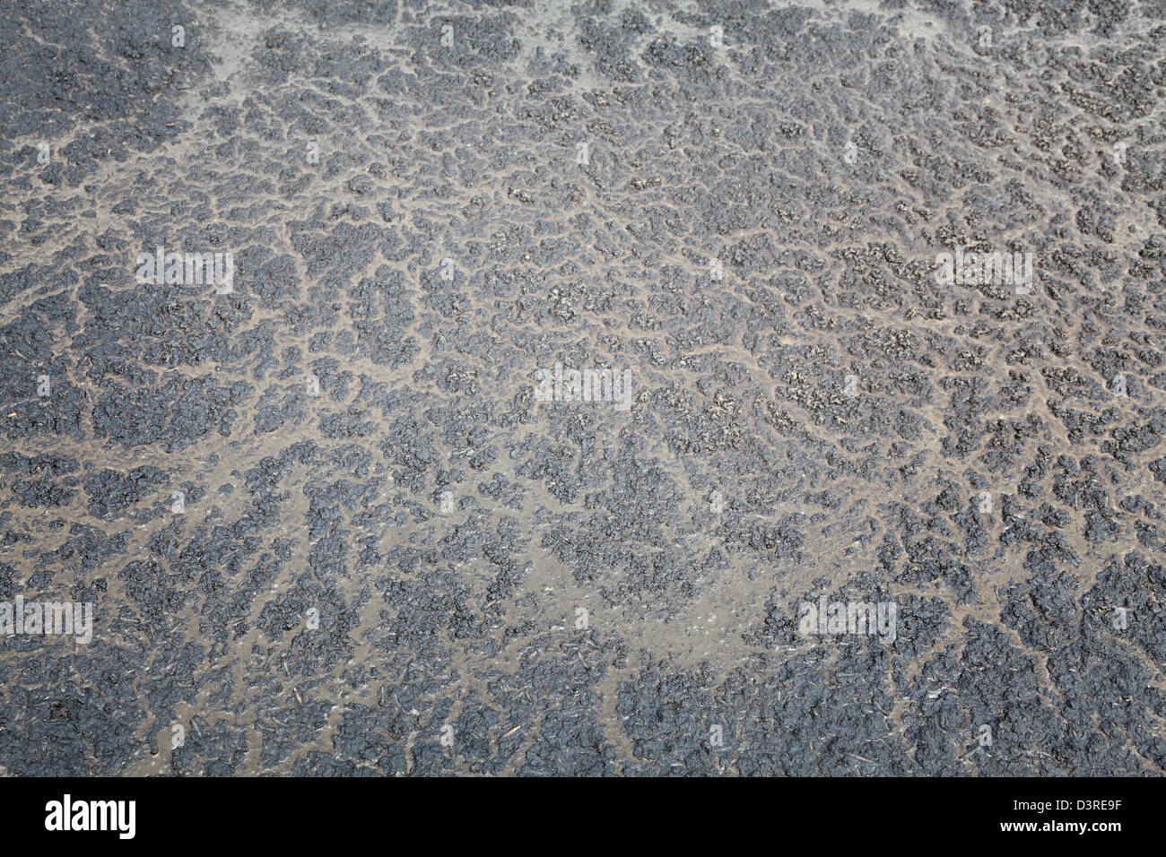 Fresh Cow Dung High Resolution Stock Photography and Images - Alamy