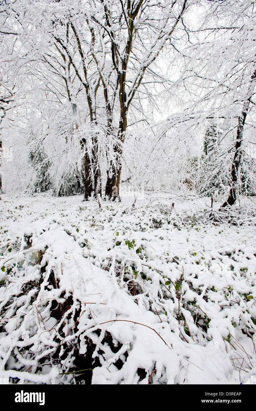 Highgate Wood covered in snow, London, United Kingdom Stock Photo - Alamy