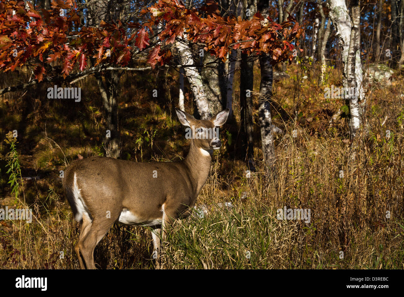 White-tailed doe in autumn Stock Photo - Alamy