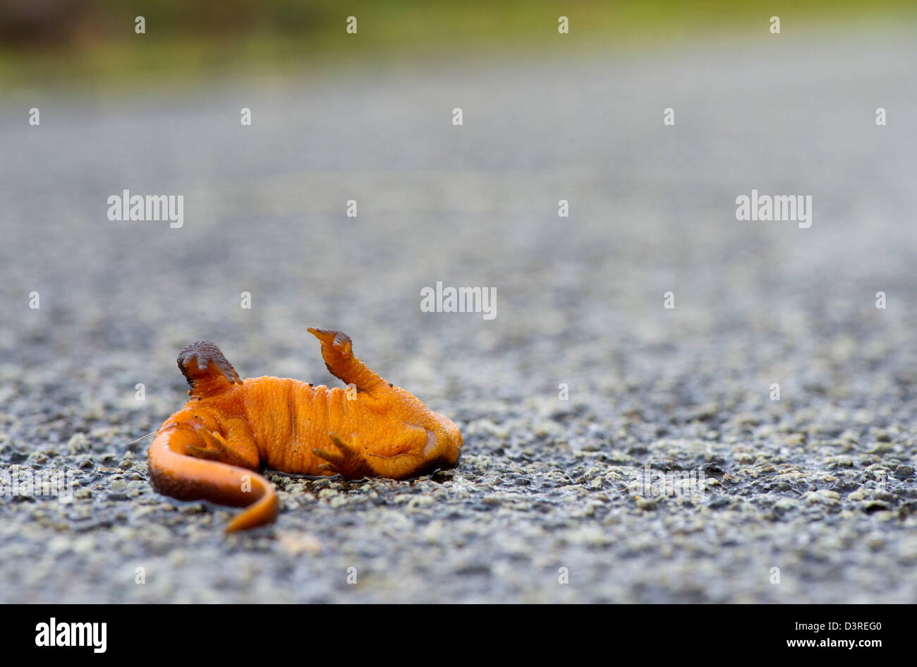 Dead newt hi-res stock photography and images - Alamy