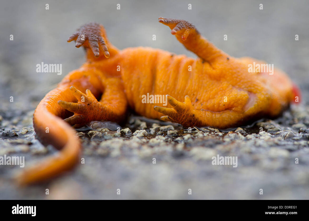 Feb. 23, 2013 - Roseburg, Oregon, U.S - A dead rough-skinned newt ...