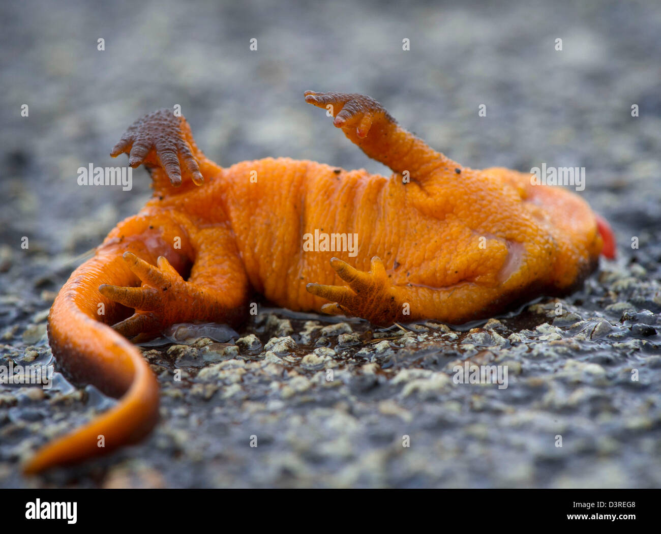 Feb. 23, 2013 - Roseburg, Oregon, U.S - A dead rough-skinned newt ...