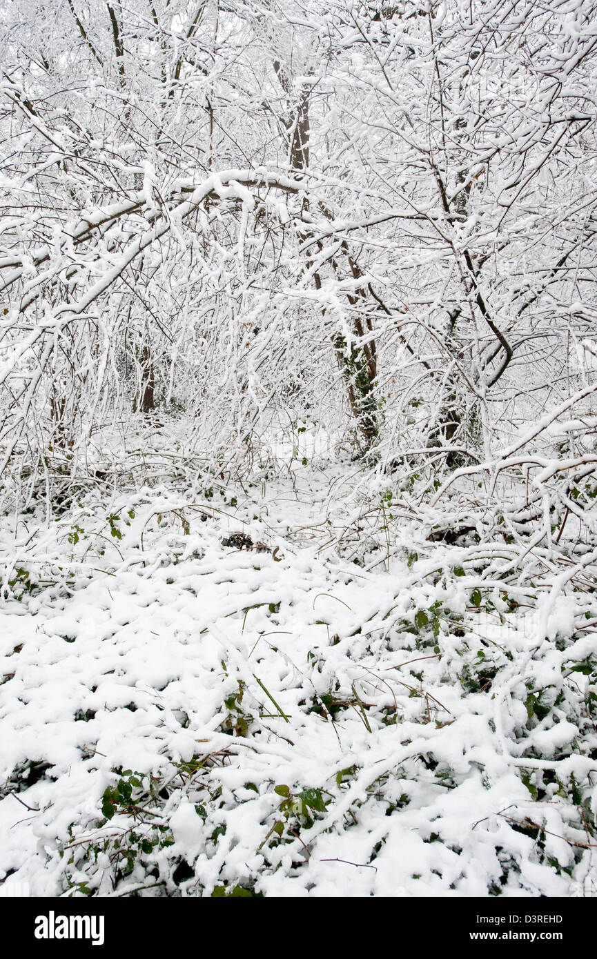 Highgate Wood covered in snow, London, United Kingdom Stock Photo - Alamy