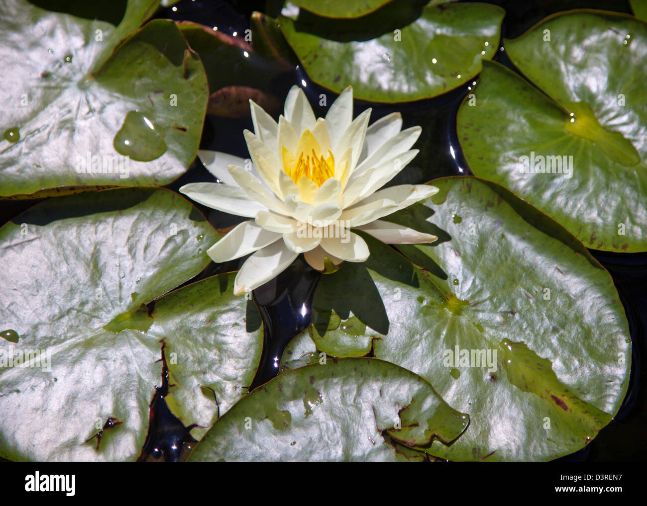 The Water Lilly Stock Photo - Alamy