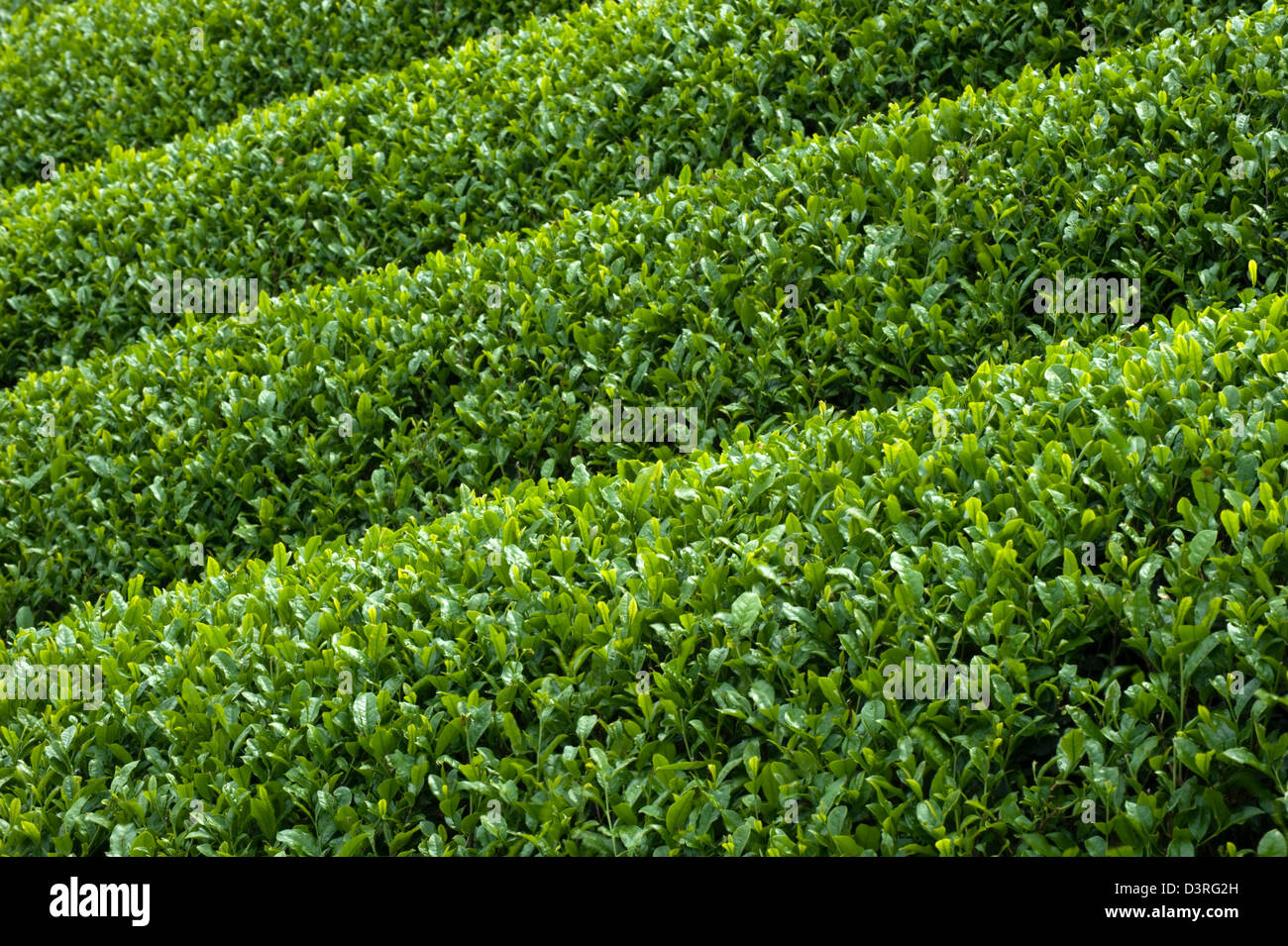 Rows of fresh green tea bushes growing at a plantation in the ...