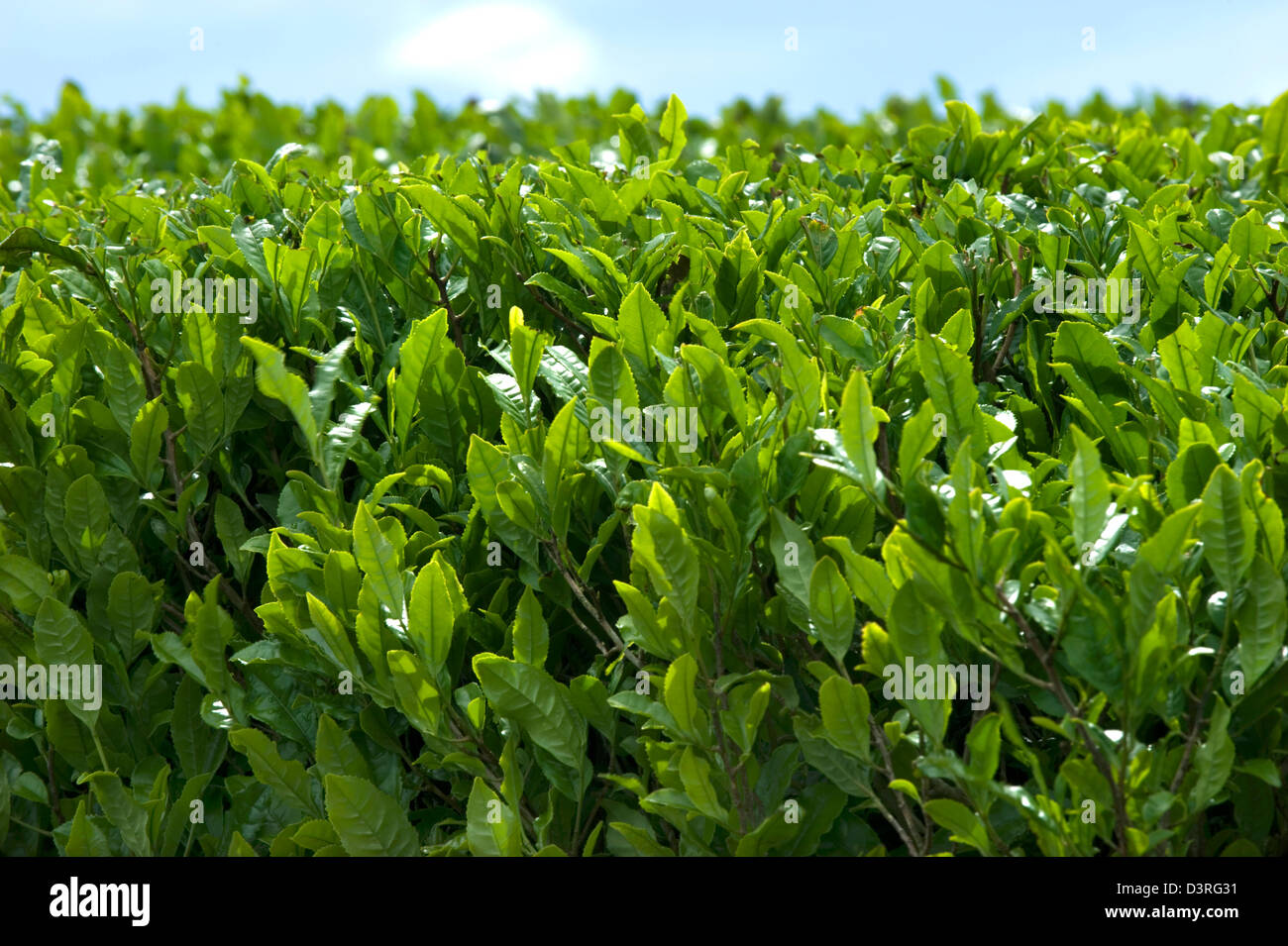 Fresh new green tea leaves on a bush growing at a plantation in ...