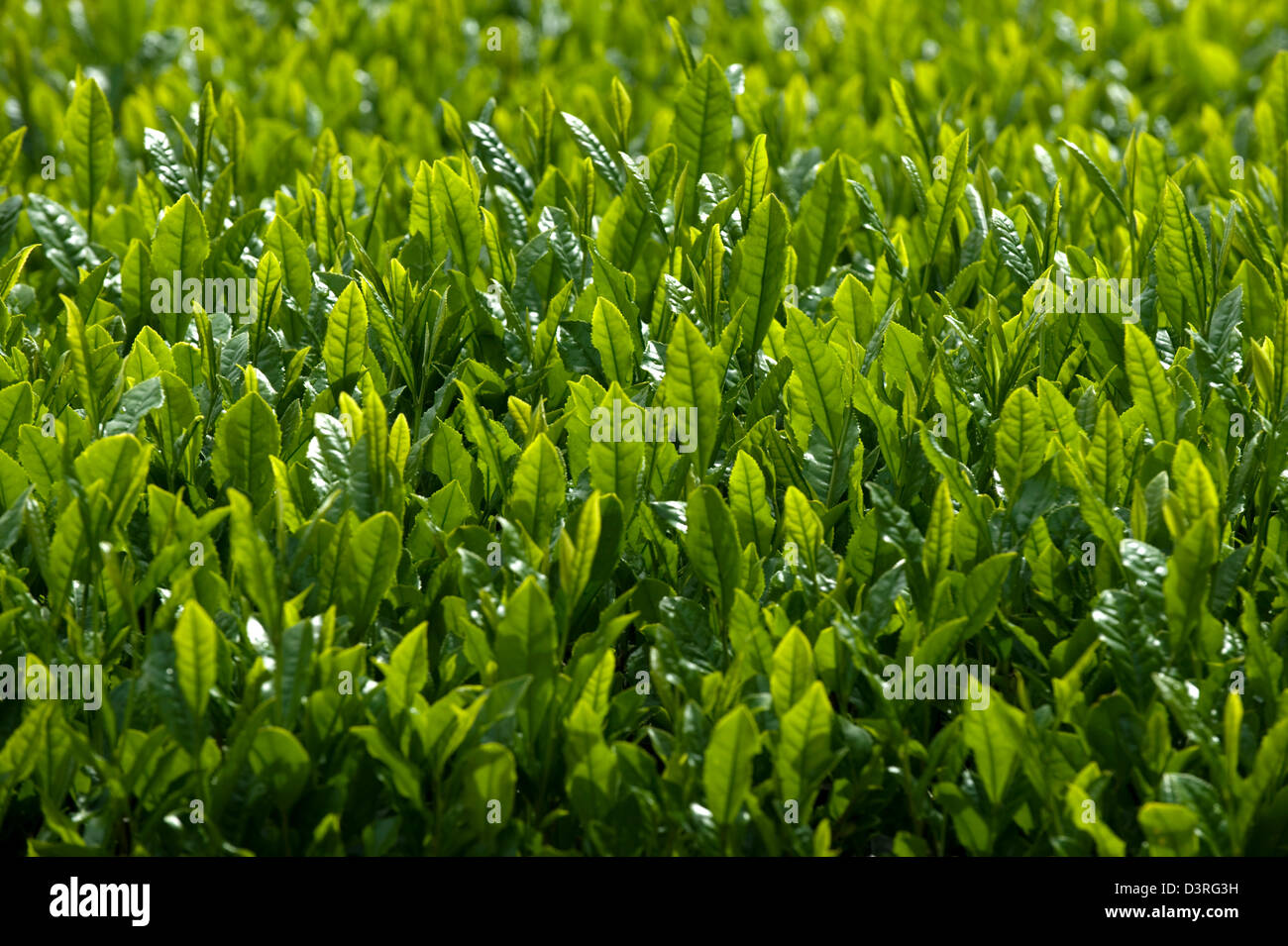 New tea plantation hi-res stock photography and images - Alamy
