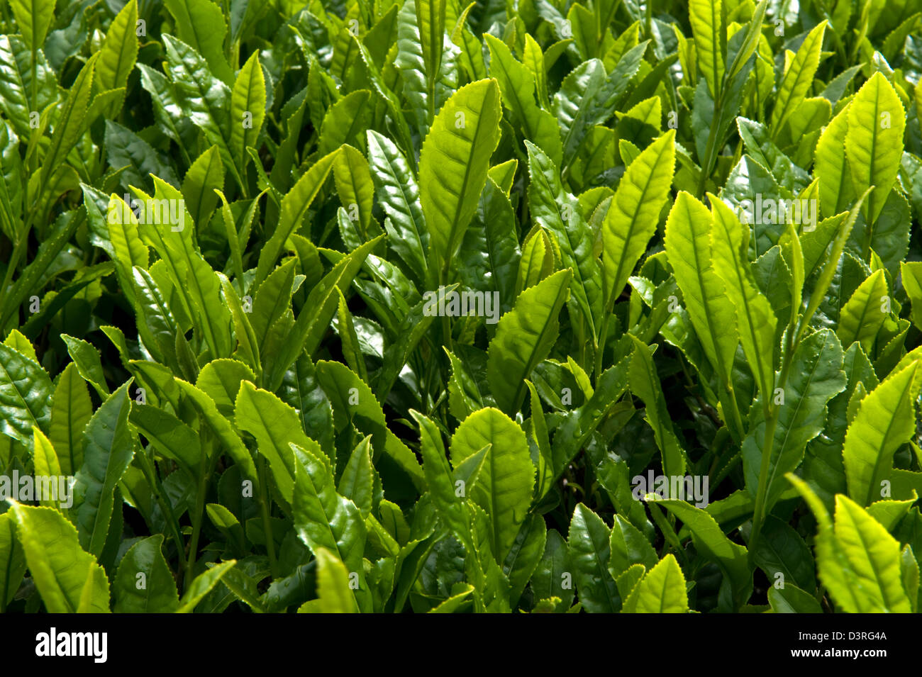 Fresh new green tea leaves on a bush growing at a plantation in ...