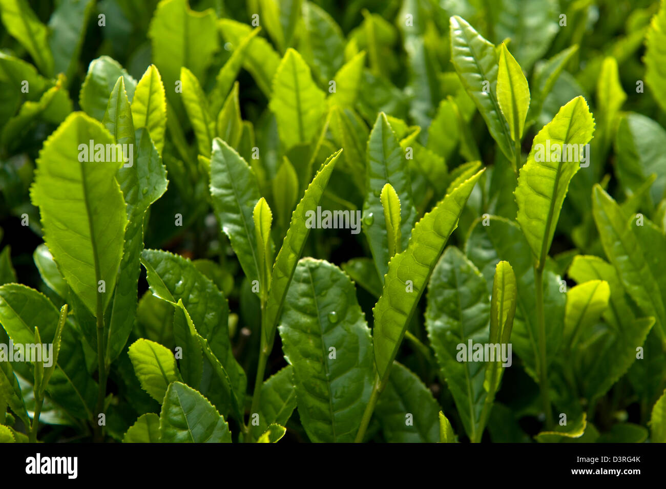 Fresh new green tea leaves on a bush growing at a plantation in ...