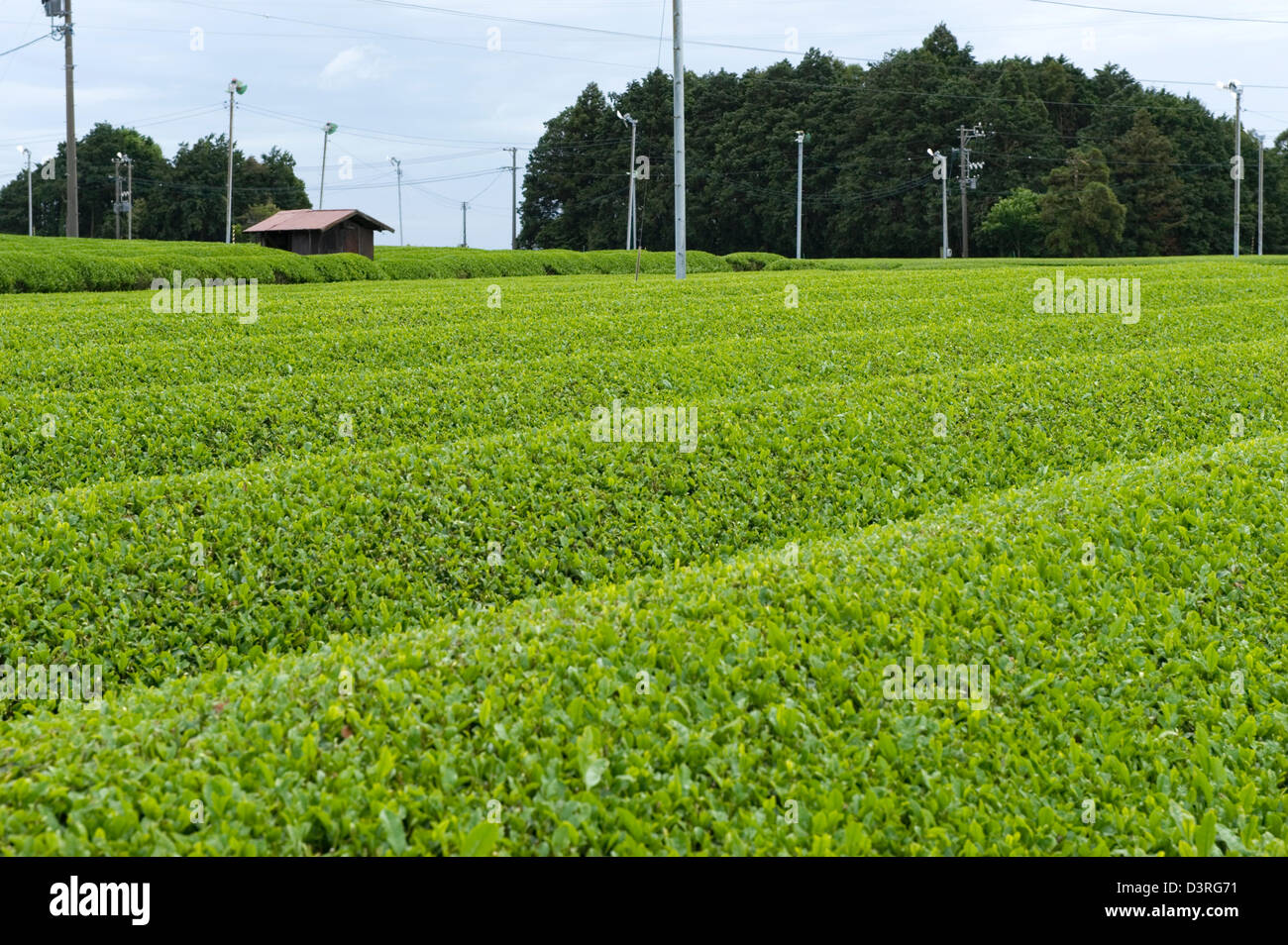 Chabatake hi-res stock photography and images - Alamy