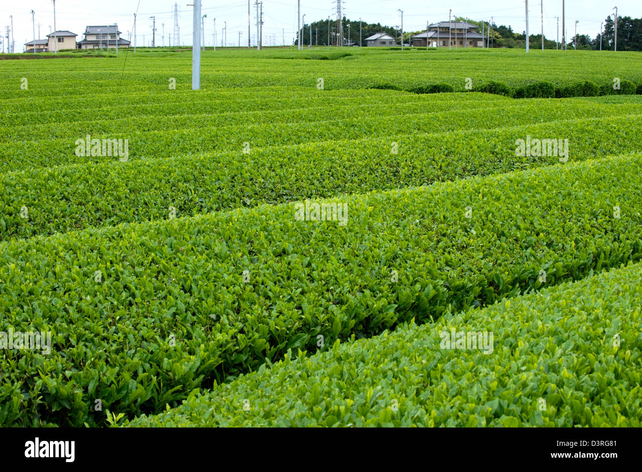 Rows of fresh green tea bushes growing at a plantation in the ...